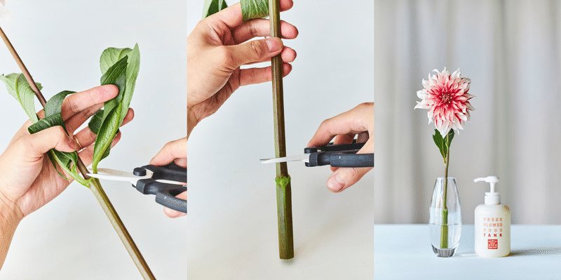 【Dahlia ダリア】艶やかな色彩と花姿。｜フラワースクール hana-kichi｜note