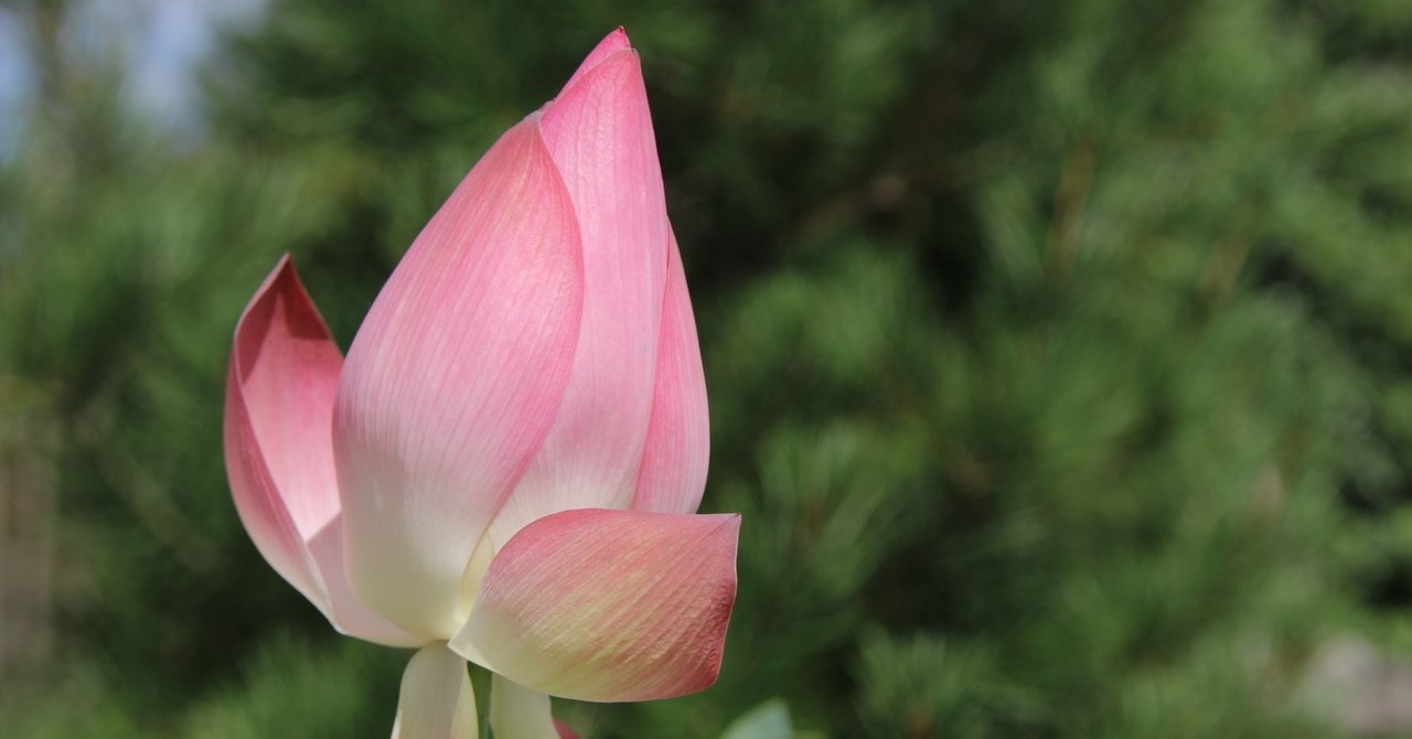 藤中さん｜Hackai Watanabe｜note