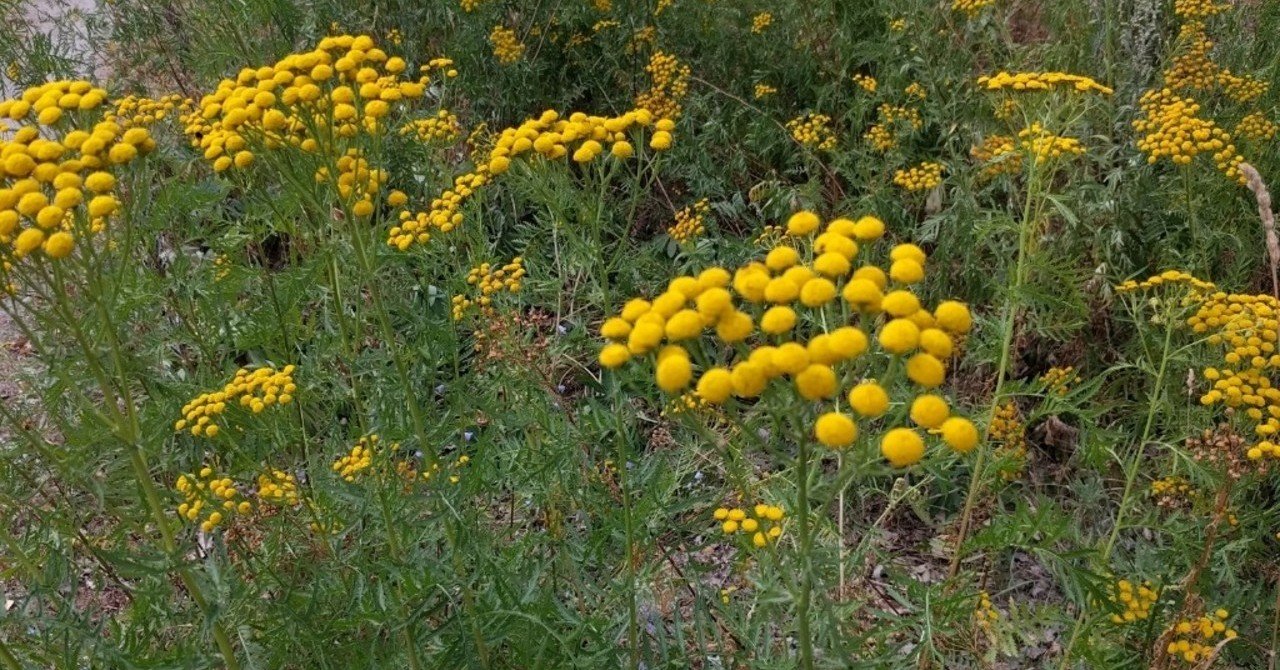 生も死も明るく｜森波青子