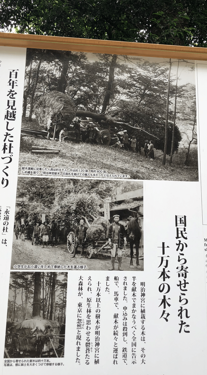 椎9＊2020夏明治神宮の森にて｜椎(しい)＊クリスタルボウリスト＊sound journey♪♪｜note