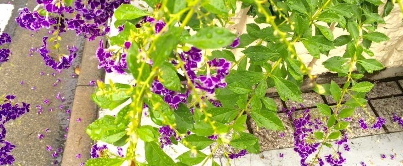 YOGA IS HOW TO LIVE.｜miyoga