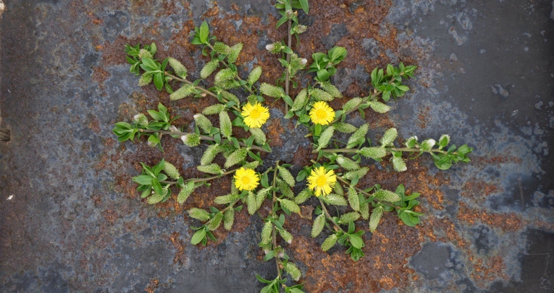 Rensuiのたましごと｜note