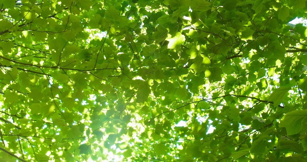 [Seoritsu Ruru] 内側からの声に従ってみて｜(Linp&Ruru) 本当の自分を知り、本当の自分として生きる｜note