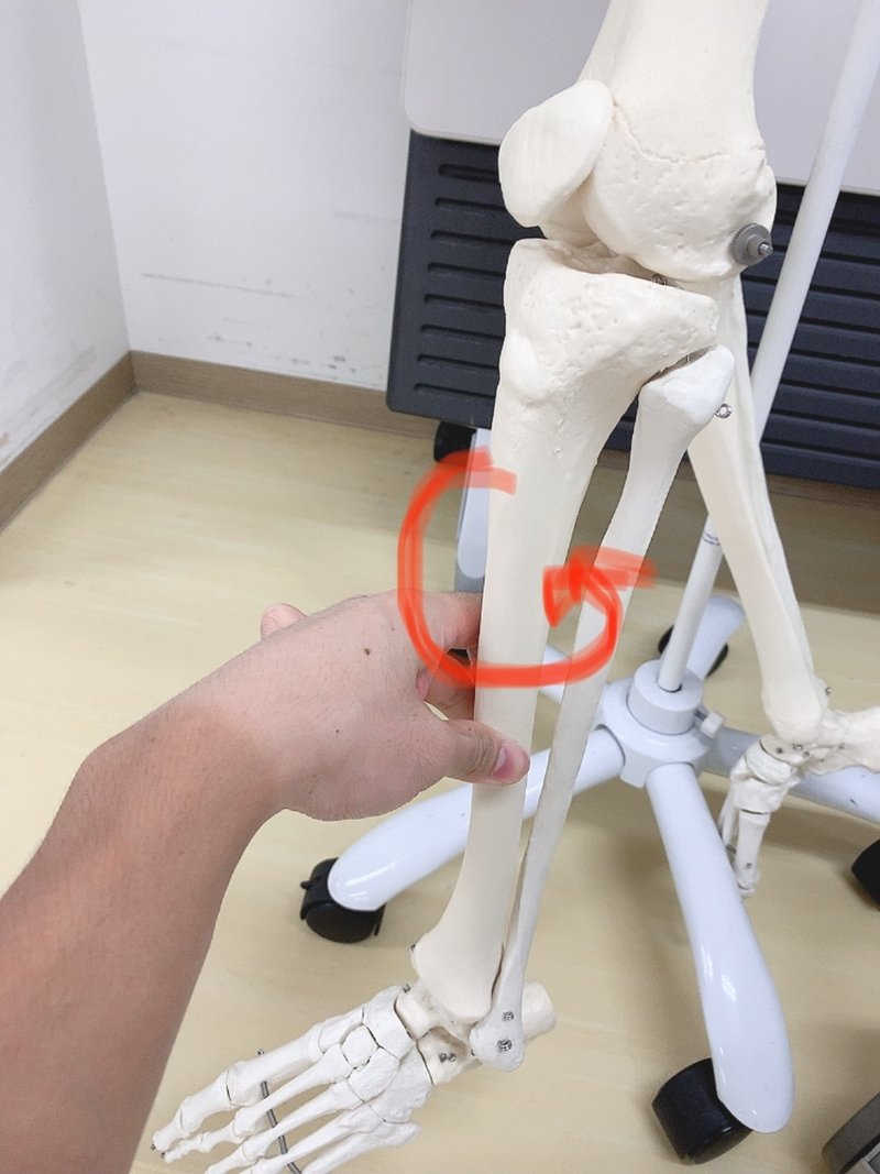 Screw Home Movement (終末強制回旋運動)と臨床｜痛み治療家@しゅういち先生