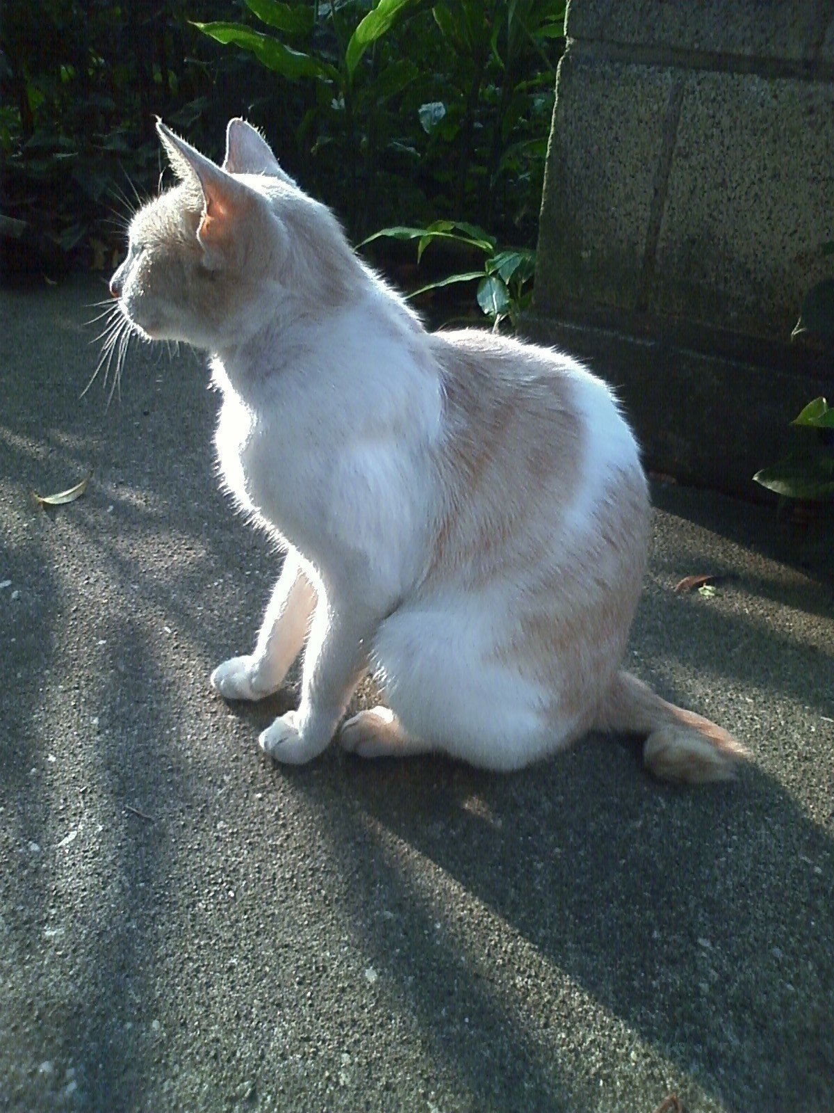 猫 Cat｜安藤優 Masaru Ando