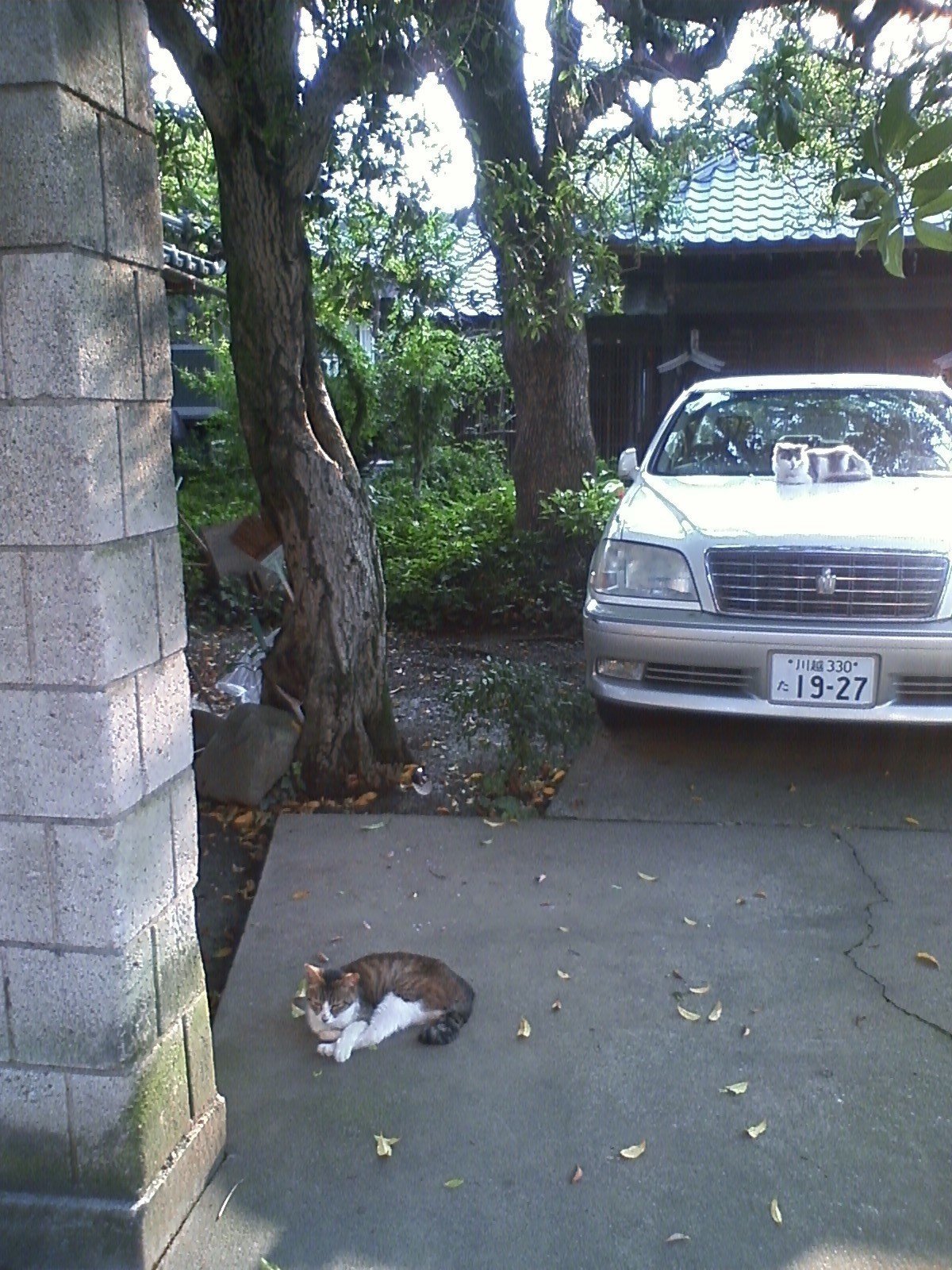 猫 Cat｜安藤優 Masaru Ando