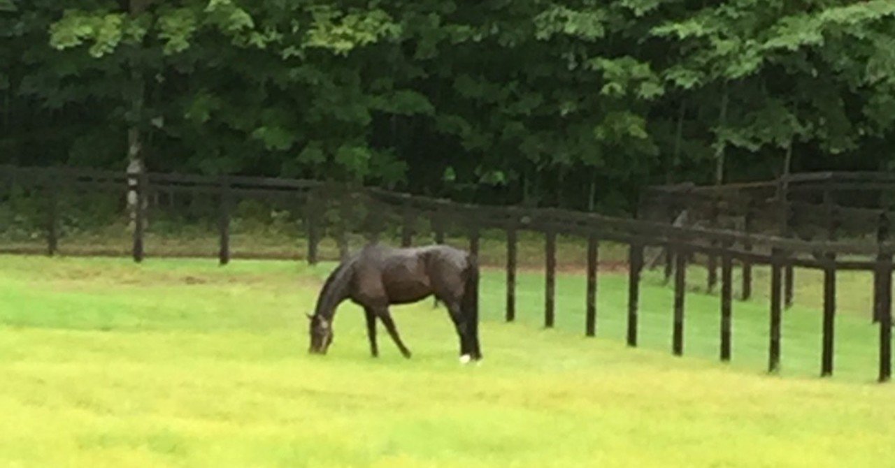 [JRA]G3新潟2歳ステークス2020＋1レース予想8／30｜鳩胸男のサイン競馬｜note