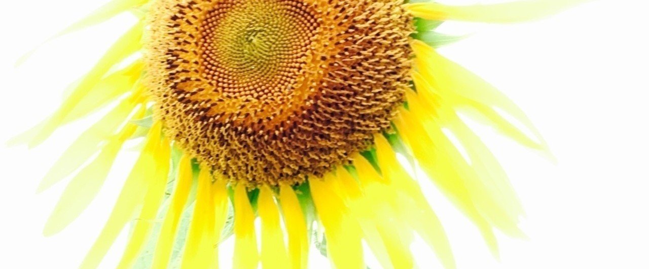 YOGA IS HOW TO LIVE.｜miyoga