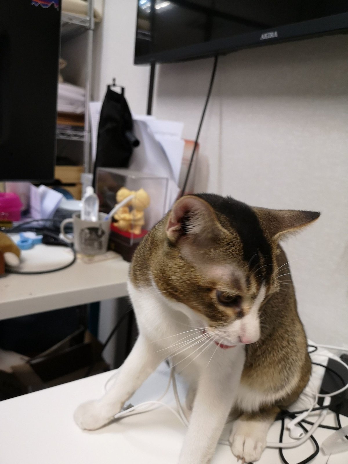 ペットのいるオフィスの風景｜HEKA Petlife株式会社