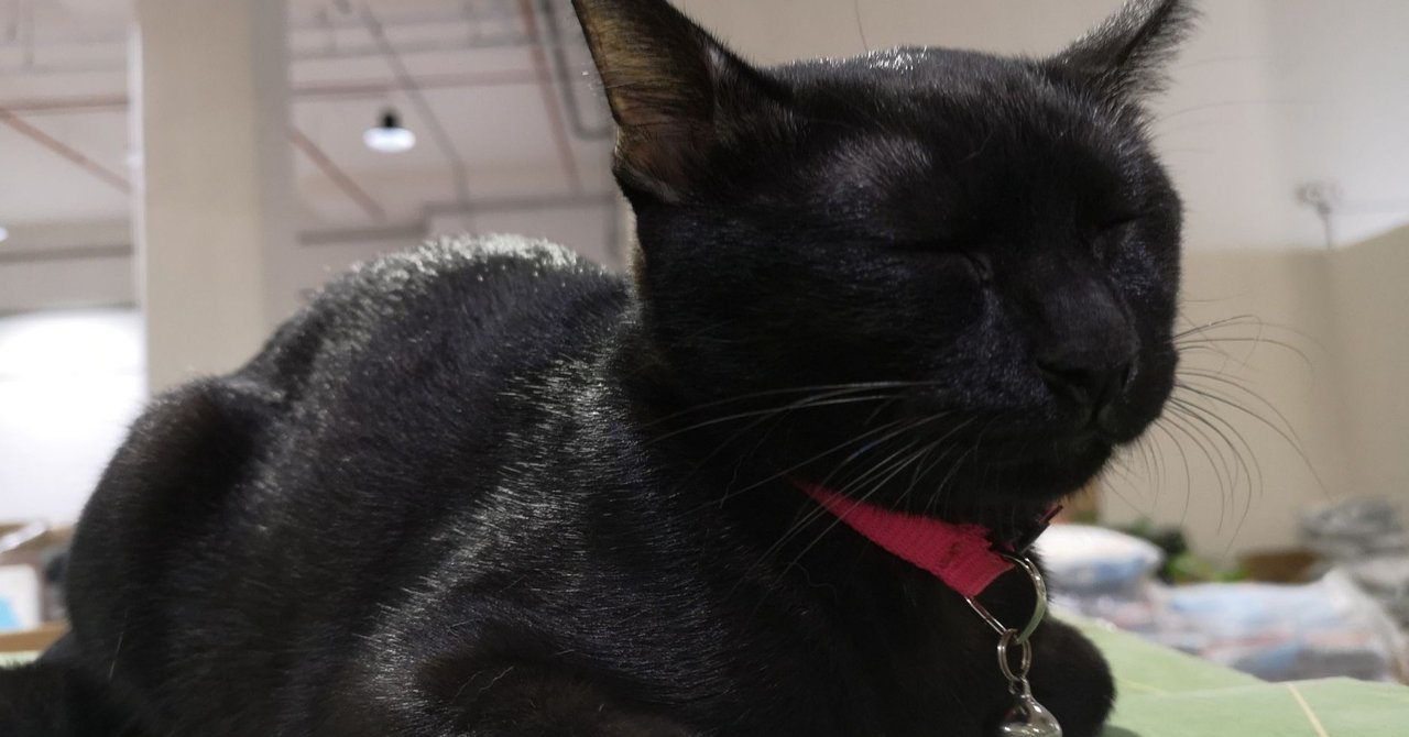 ペットのいるオフィスの風景｜HEKA Petlife株式会社