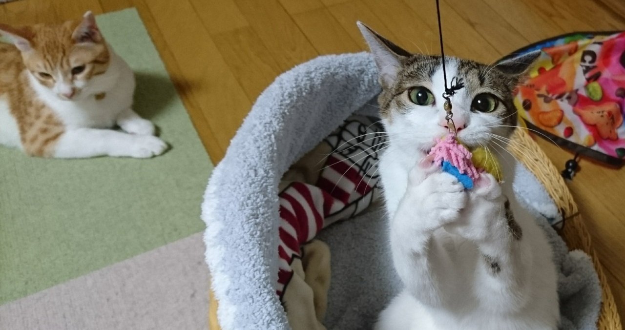 あれ？けっこう出来てる！（嬉）｜(Linp&Ruru) 本当の自分を知り、本当の自分として生きる｜note