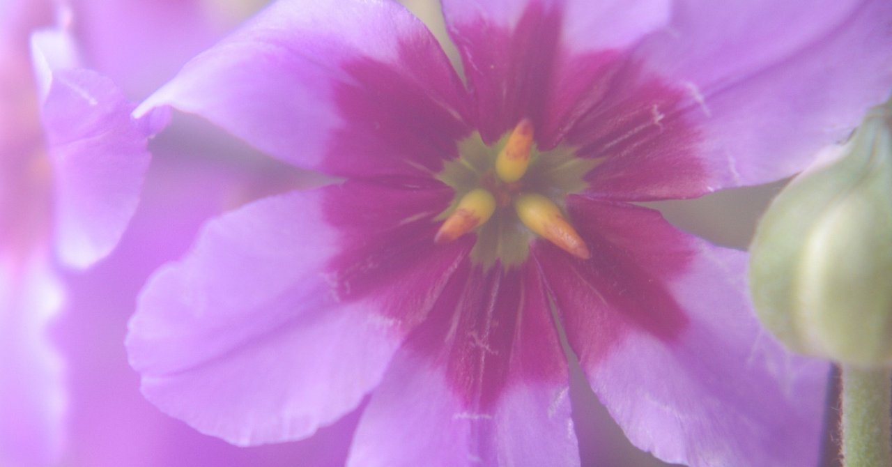 花みくじ｜Cosmic Suzu｜note