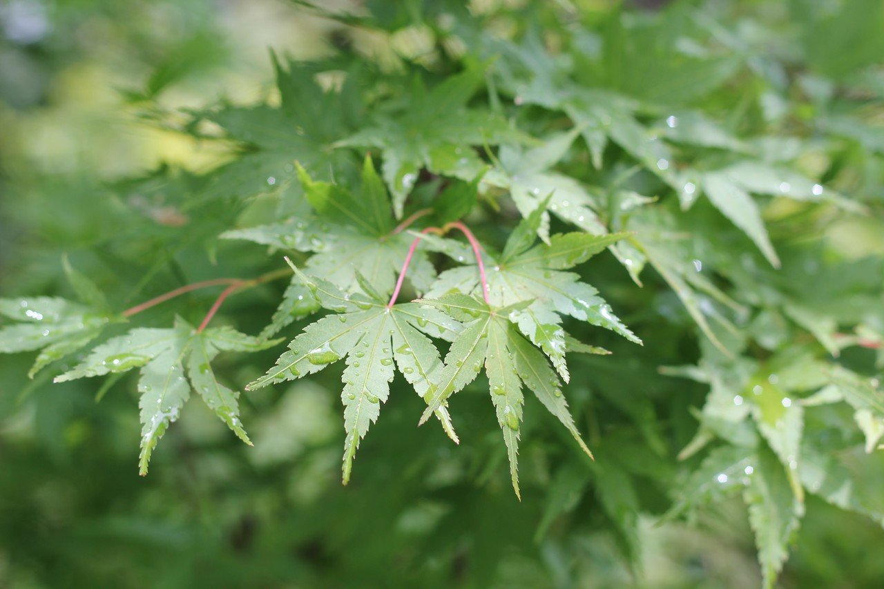 Canon EOS Kiss X4 + EF 50mm F1.8 IIで雨上がりの植物を撮影し Canon EOS Kiss X4 + EF 50mm F1.8 IIで雨上がりの植物を撮影し