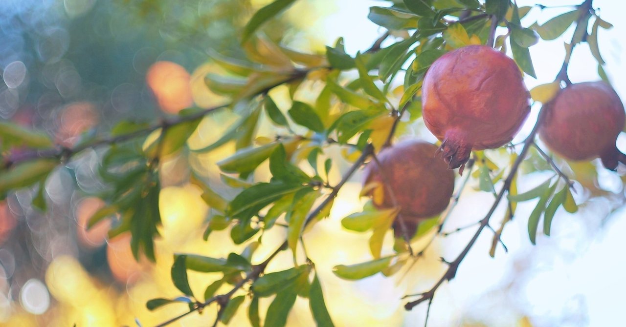 365日挿絵写真 柘榴｜K.zaki｜note