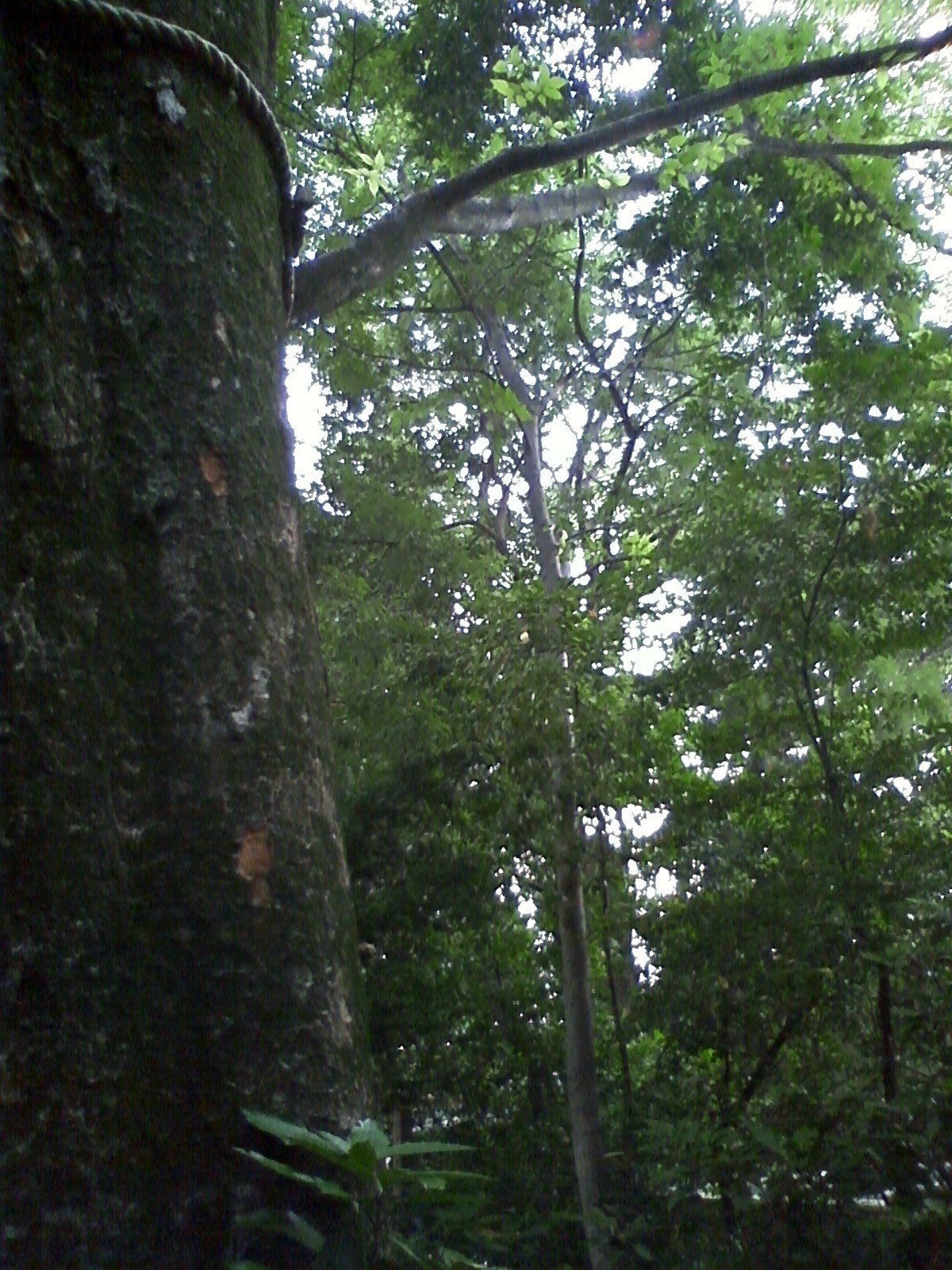 木 Wood｜安藤優 Masaru Ando