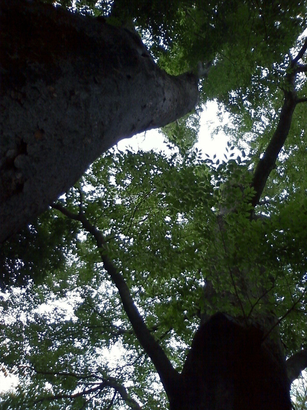 木 Wood｜安藤優 Masaru Ando