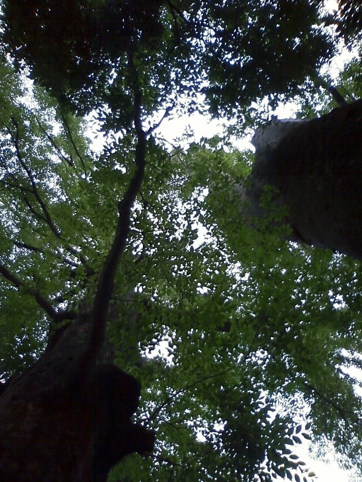 木 Wood｜安藤優 Masaru Ando