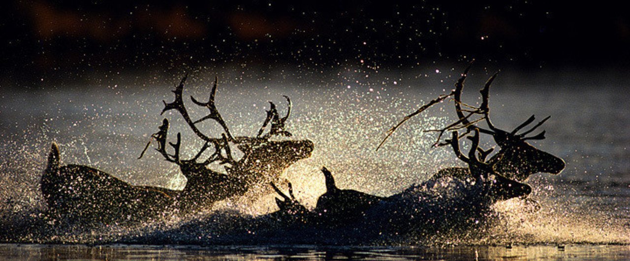 星野道夫写真展｜Konomi Akinaga