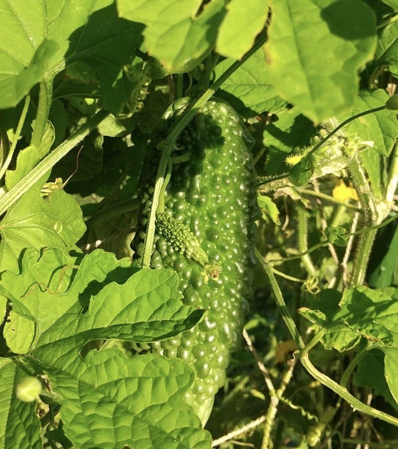 ずぼらぐうたら農耕日記 （105)｜羊は草が好き！改めきむらひろゆき｜note