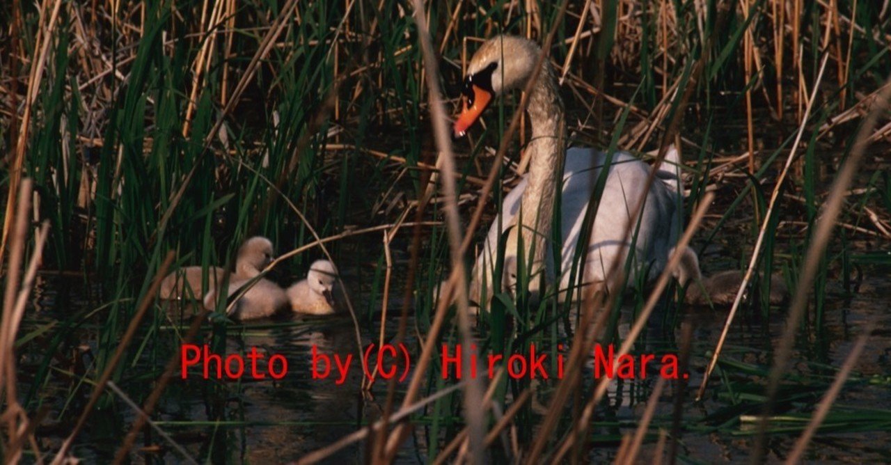 ネットワークビジネス｜hiroki-nara