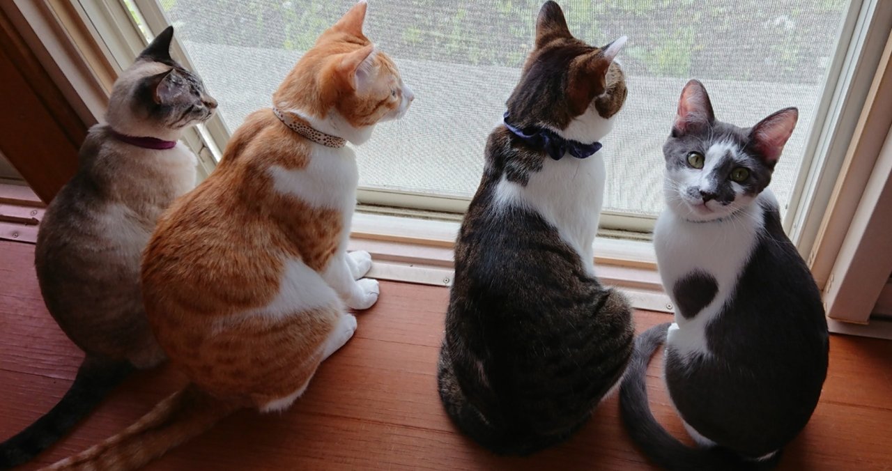 自分を愛の視点でみる｜(Linp&Ruru)本当の自分を知り、本当の自分として生きる