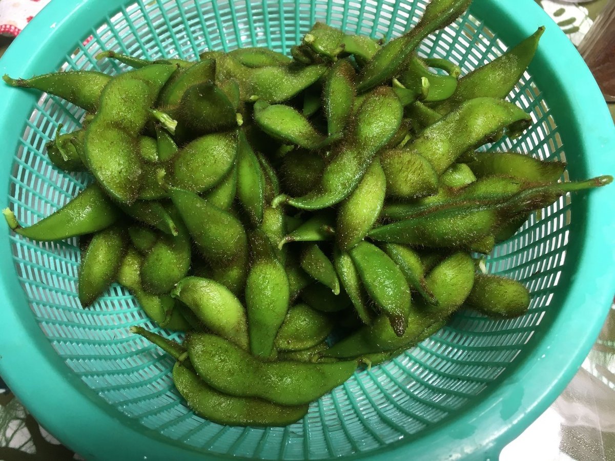 枝豆の葉っぱ落とし栽培の結果1｜nob nakata