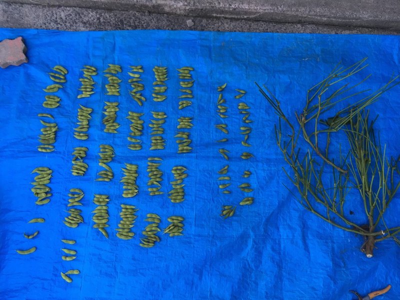 枝豆の葉っぱ落とし栽培の結果2｜nob nakata