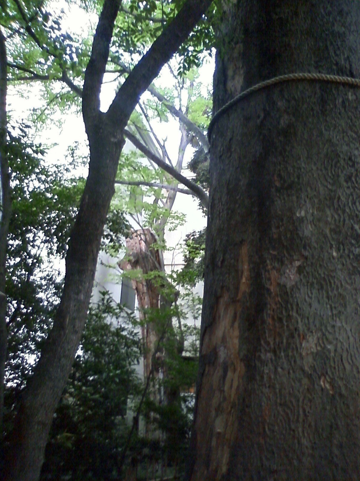 木 Wood｜安藤優 Masaru Ando