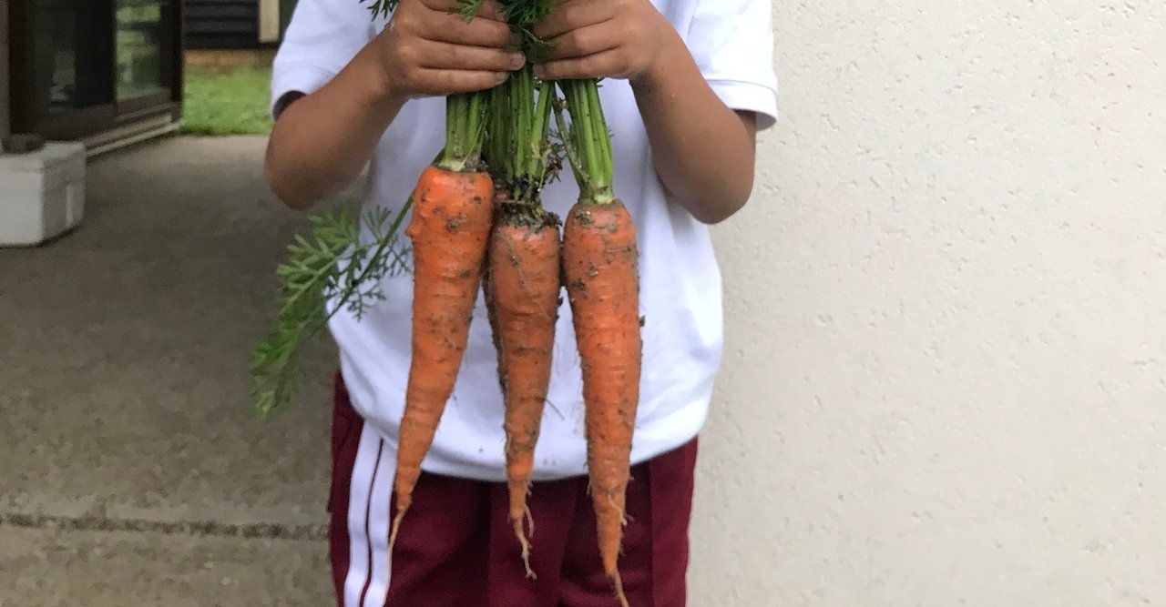 初野菜のにんじんは大成功｜sunao knitting｜note