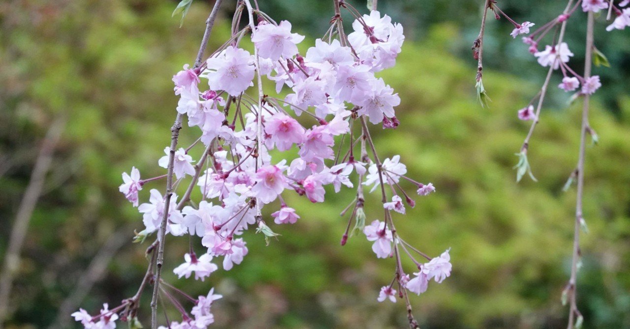 広報初心者時代を振り返り、やっていてよかったこと｜Noriko Nakane ｜note