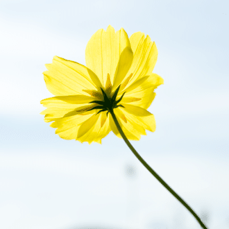 NFSとSMBを混在するときの注意点｜Hisao Tsujimura