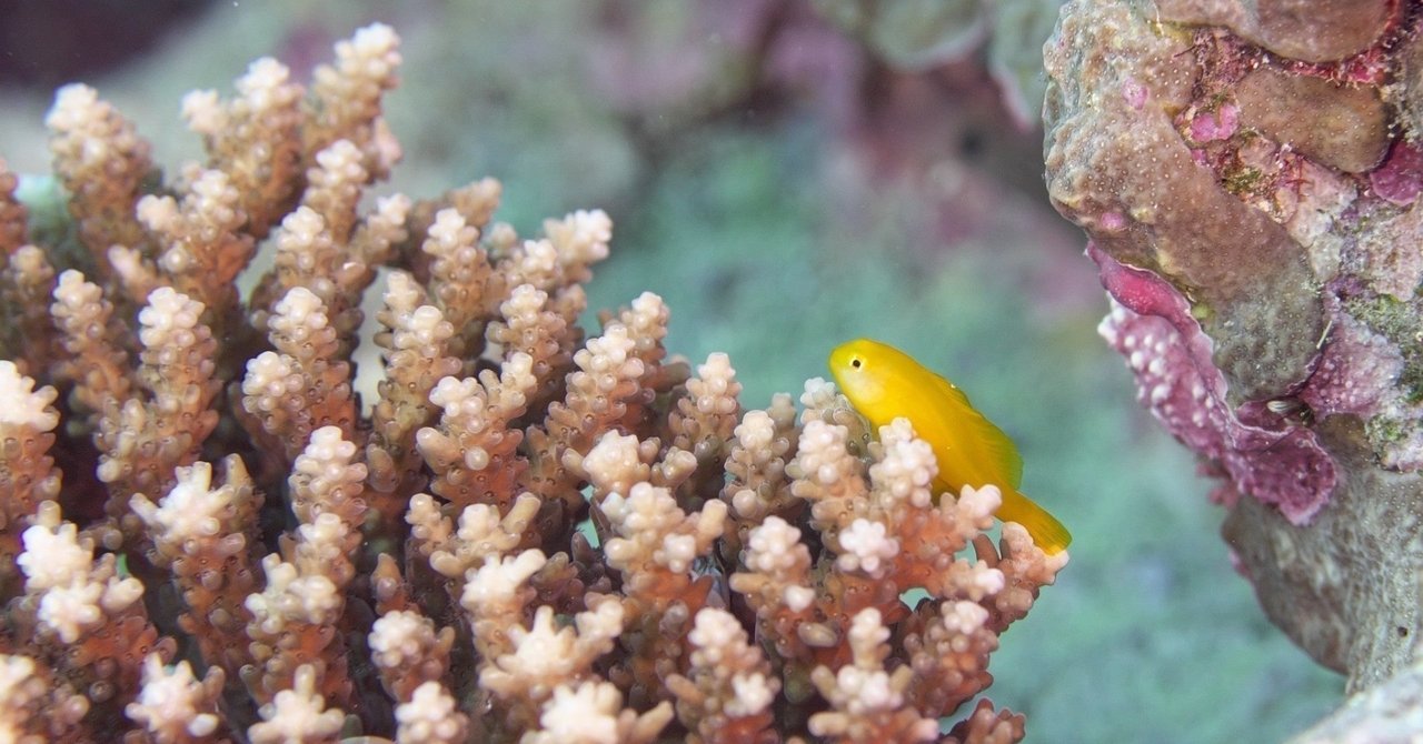 水景 キイロサンゴハゼ｜shinmr｜note