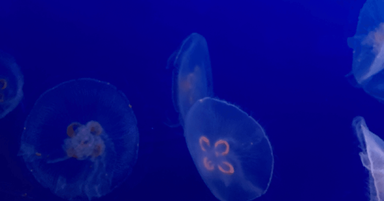 ぼくはぼくでぼくたちで｜Ibuki Ozawa｜note