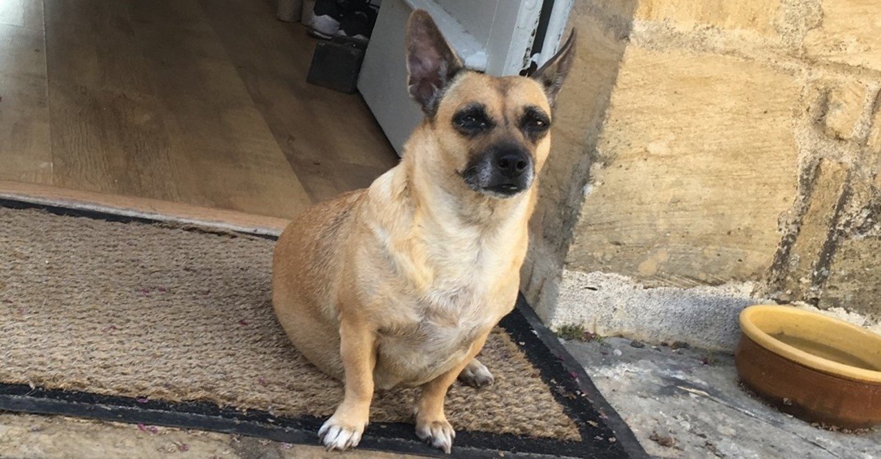 Phrase 1: 初めまして！｜es freut mich!｜【音楽留学に役立つドイツ語｜Gehn ma!】