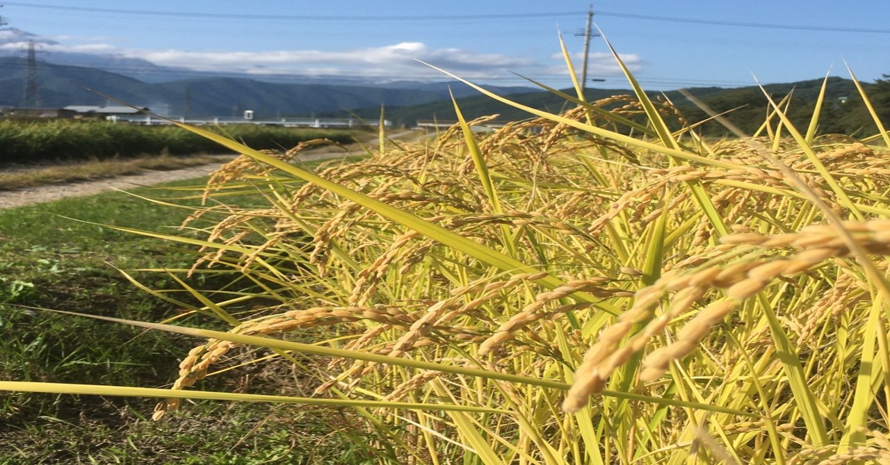 お米作り〜2020年〜 課題まで｜シンクル