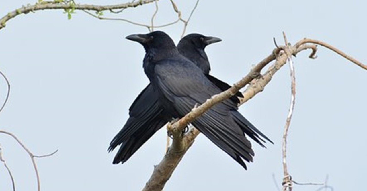 10．ドゥルヨーダナ誕生｜eiko_ichikawa｜note