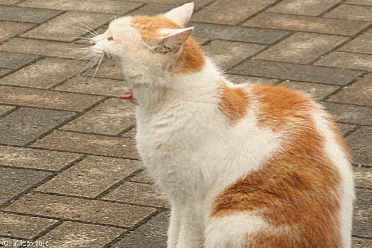 ねこ企画 #191「ねむぅ～い」- アゴがはずれそうな大欠伸 -｜道化師【pierrot ピエロ】