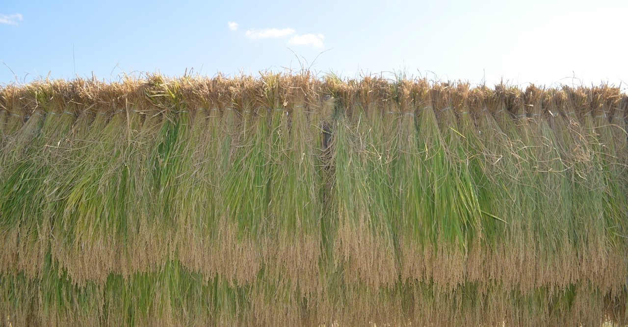 本田 龍祐～Ryusuke"dragon"Honda｜note