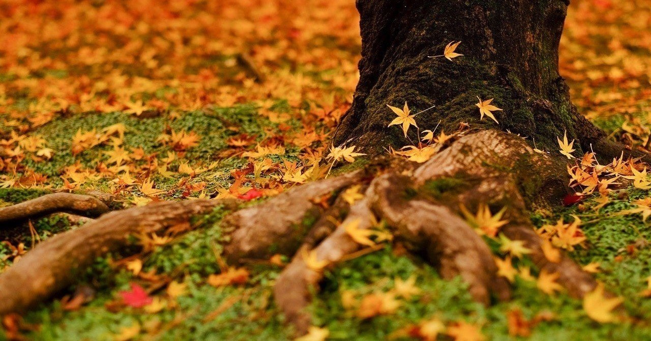 カエデの冬支度｜Ibuki Ozawa