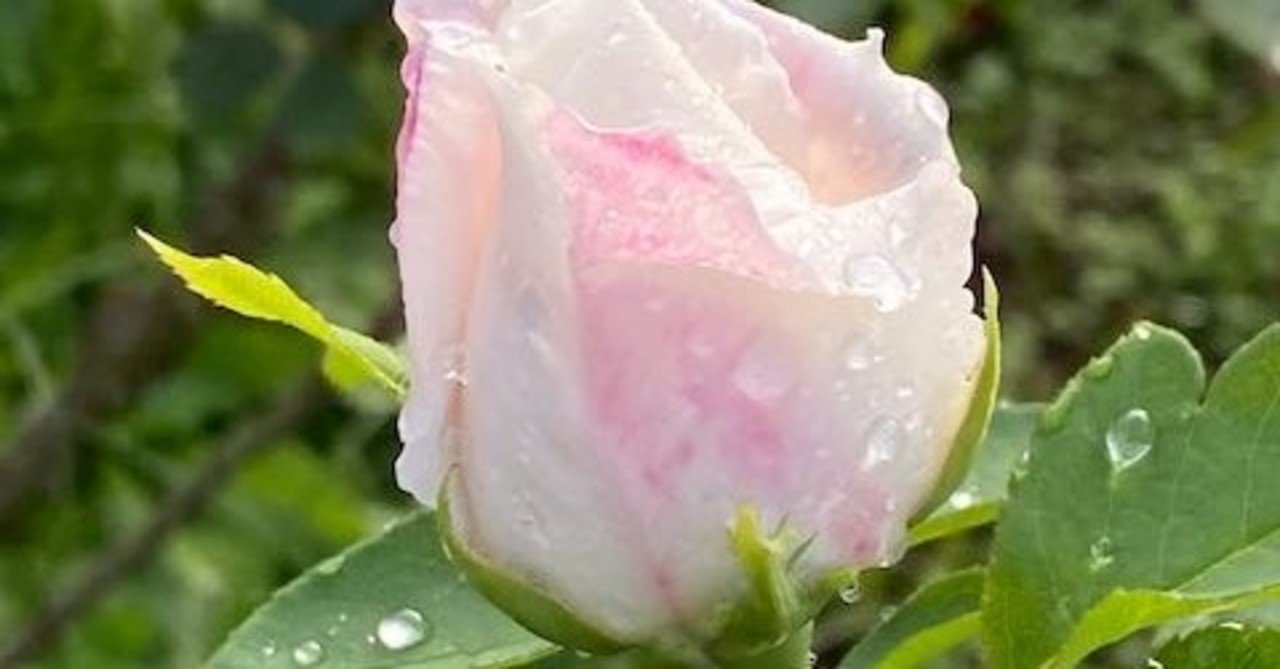 今日、 どう生きるか？ということを朝考える。｜野呂エイシロウ Noro Eishiro