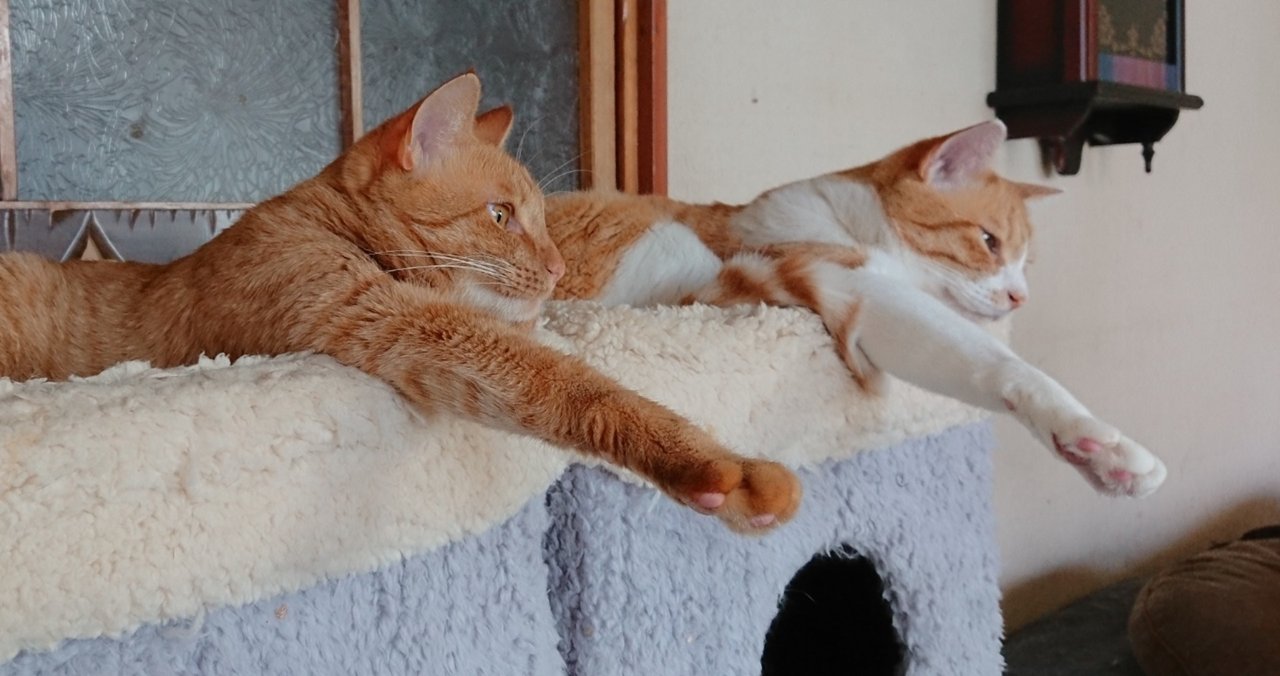 愛 宇宙の叡知に満ちる｜(Linp&Ruru)本当の自分を知り、本当の自分として生きる