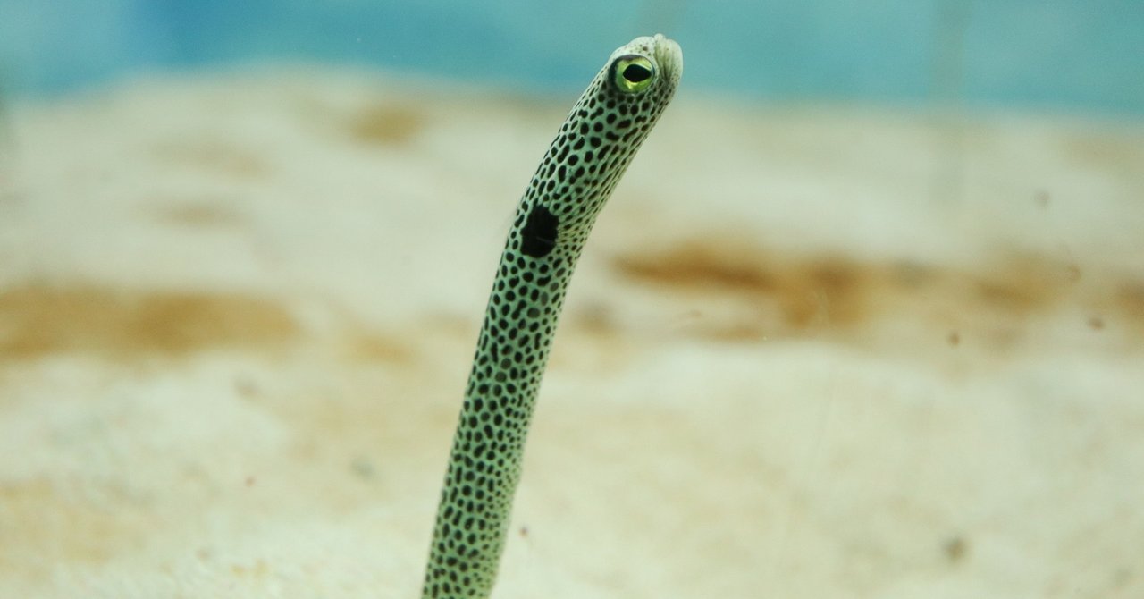 初めてのEnemagra(エネマグラ）の選び方｜Enemagra