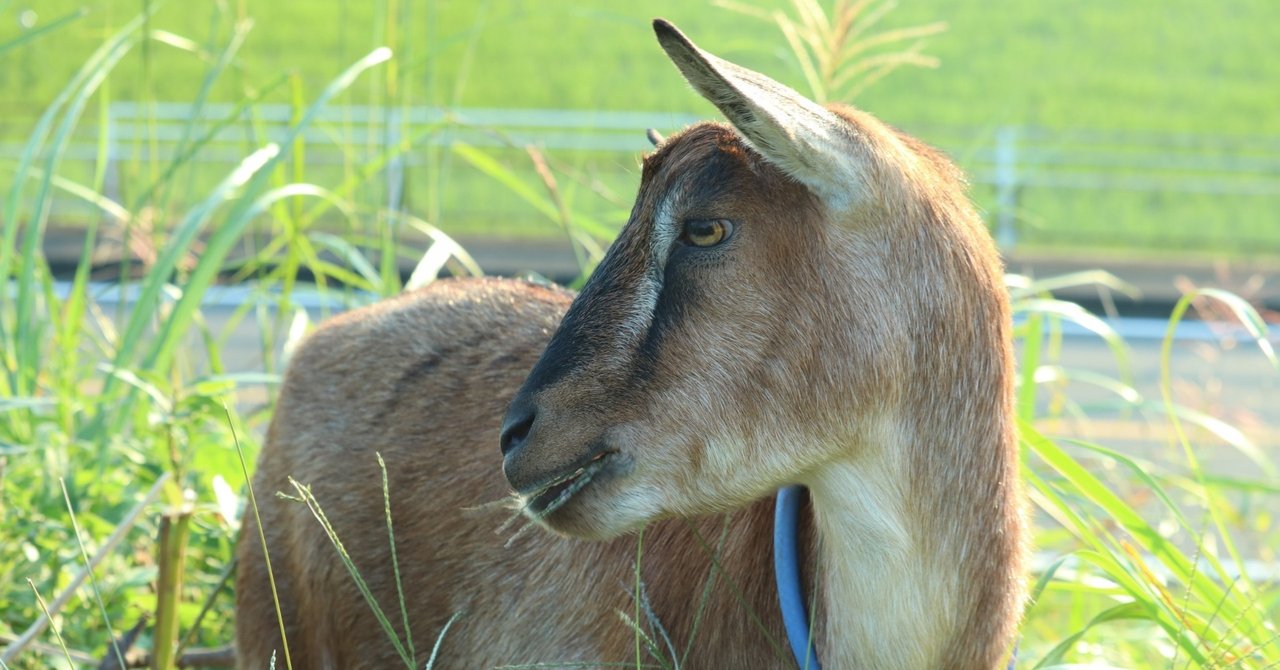 家出して見えたユートピア｜Sosyu Kikuchi｜note