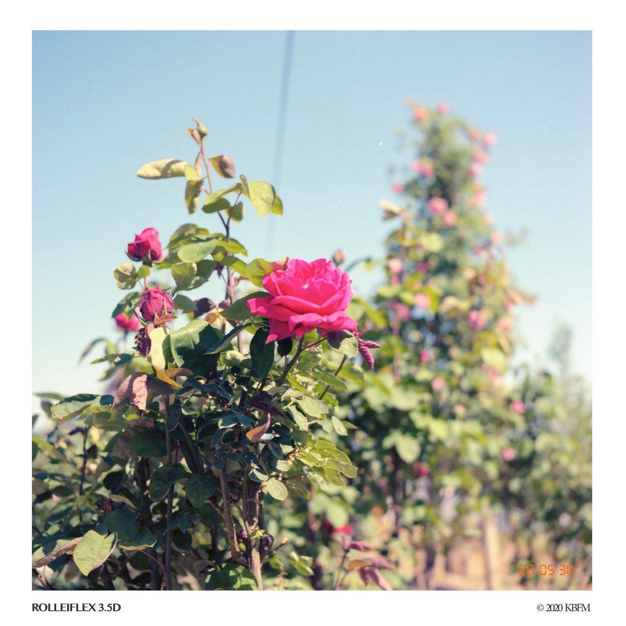 Rolleiflex3.5D × Kodak Ektar100｜kbfm