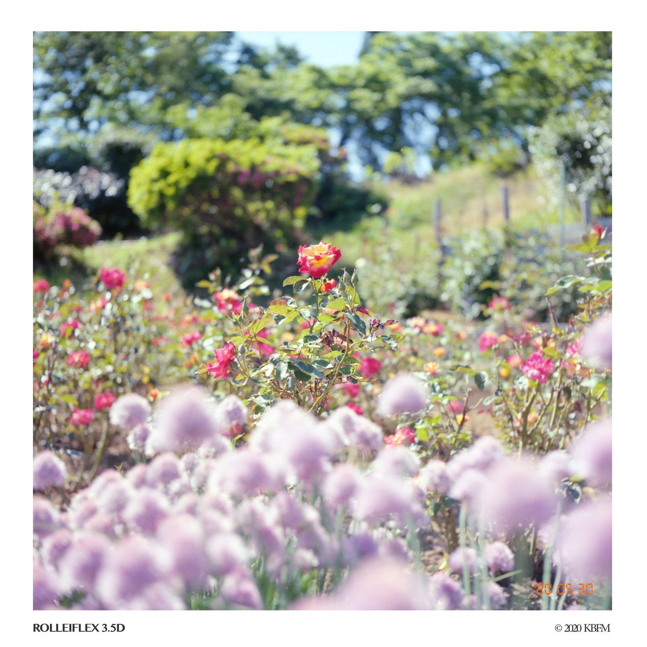 Rolleiflex3.5D × Kodak Ektar100｜kbfm