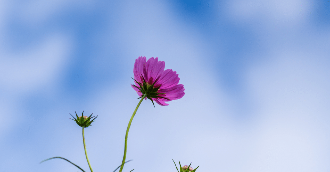 真似するところから｜Akio Wada｜note