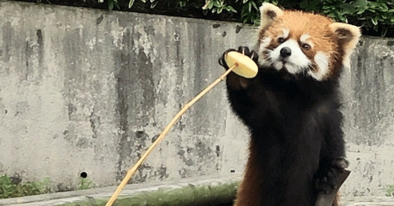 レッサーパンダ｜retugg｜note