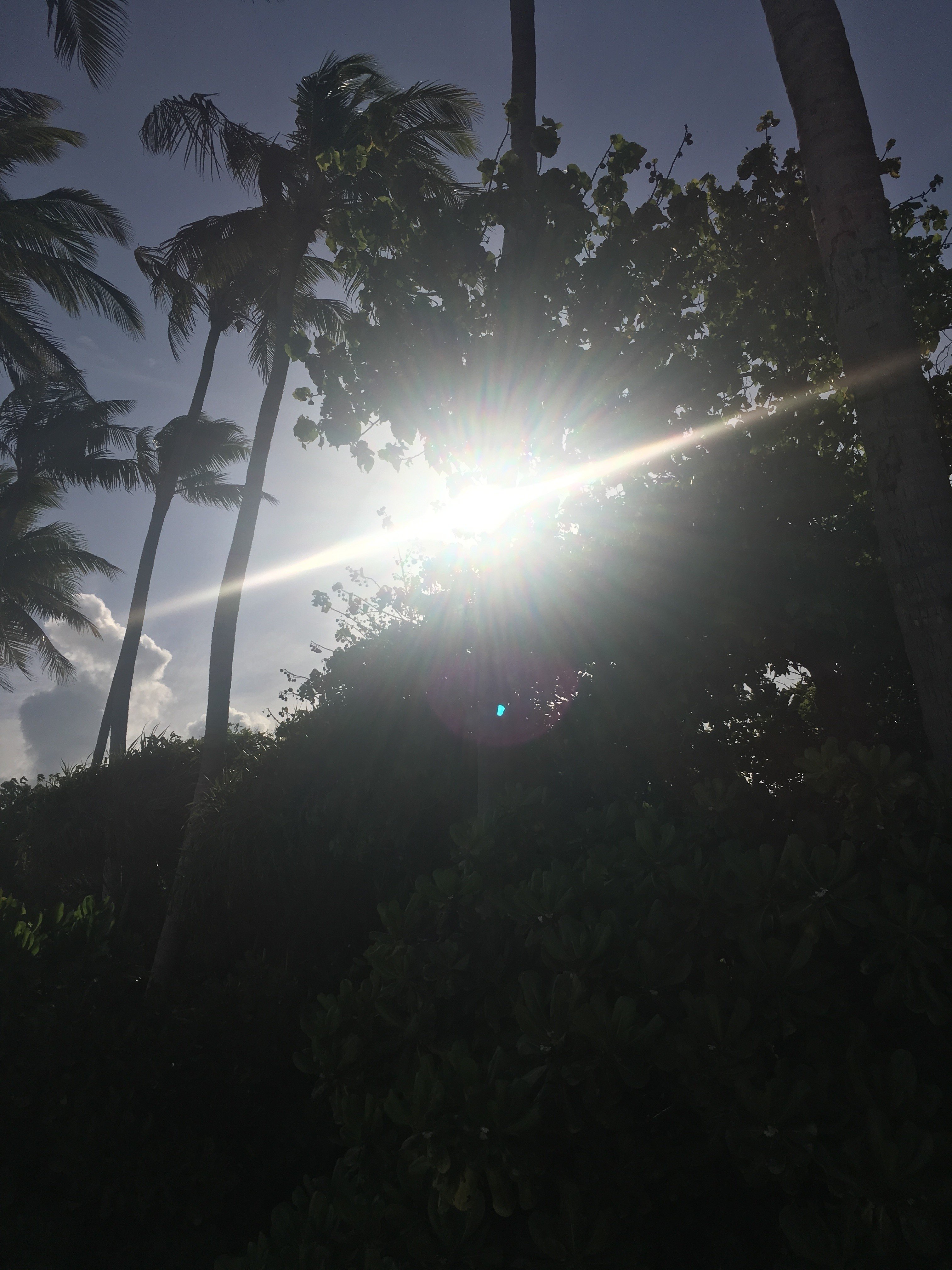 chie_plumeria｜note