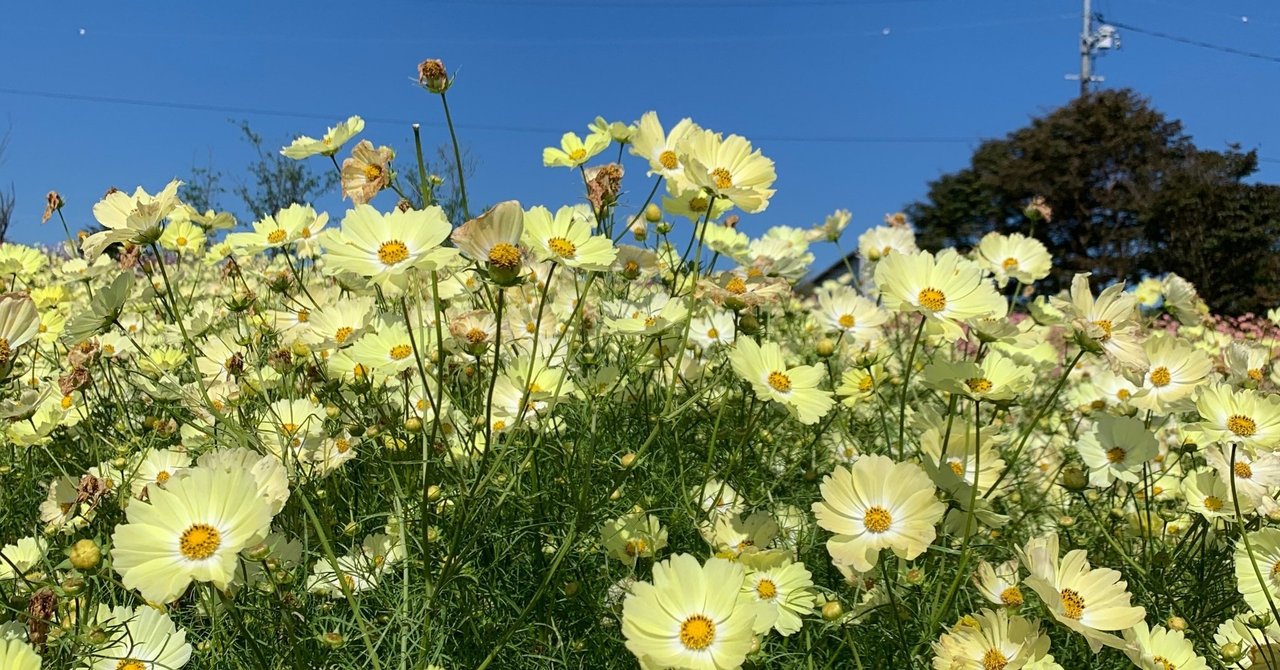 「幸せ」って｜sinri｜note