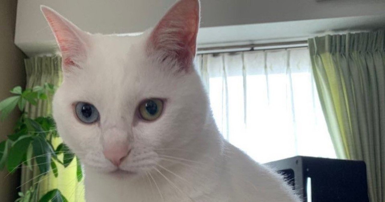 ブログとノートのページビューについて。｜きっくす